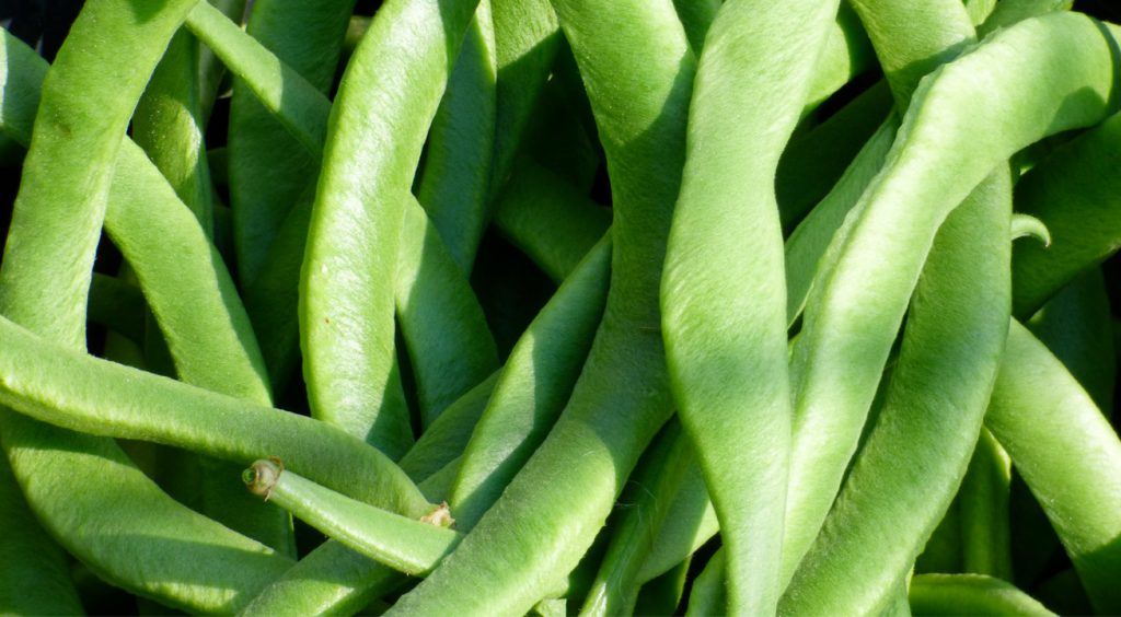 Runner Beans – Three Counties Produce